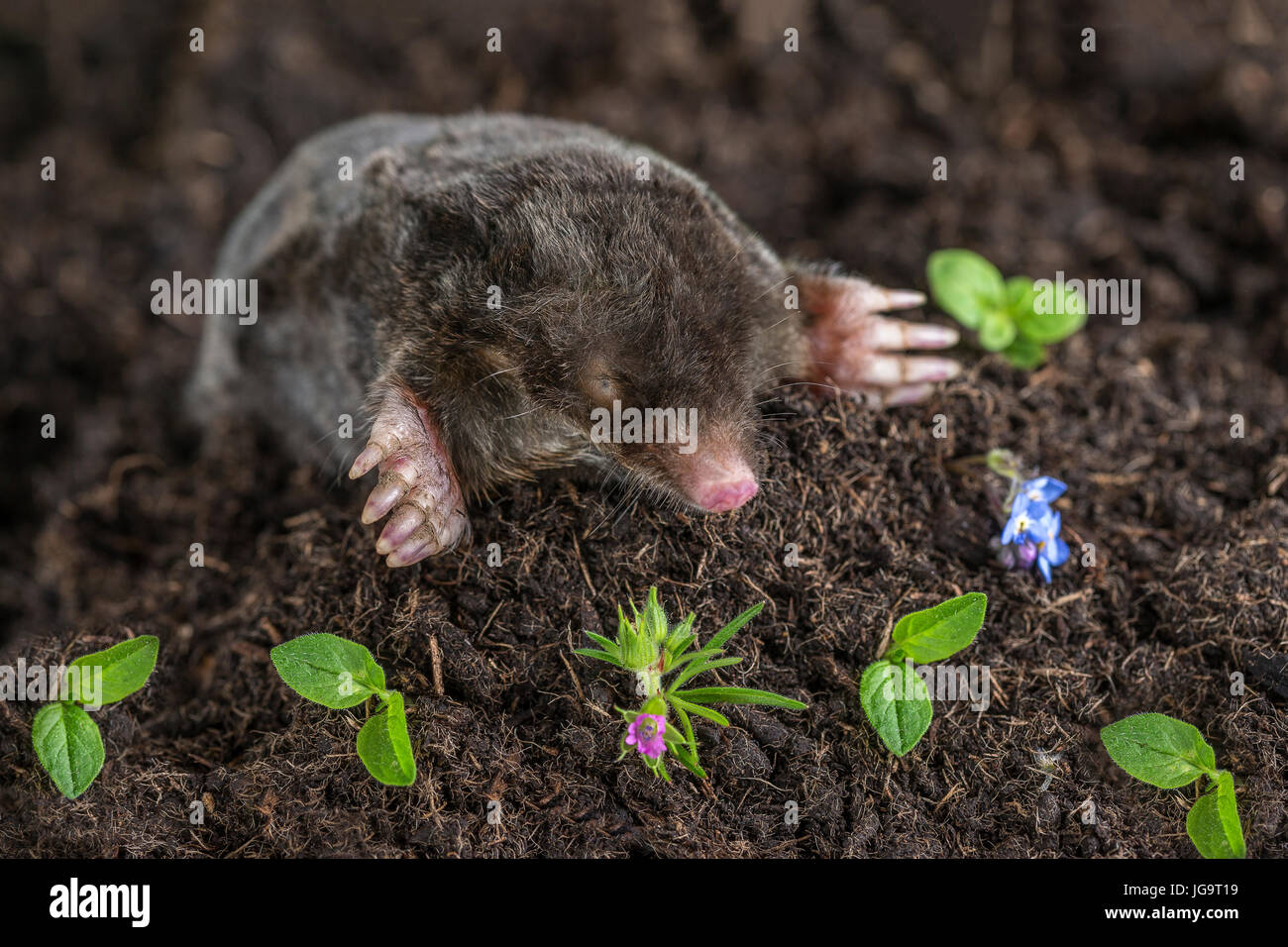 European mole emerging from the ground, France Stock Photo - Alamy