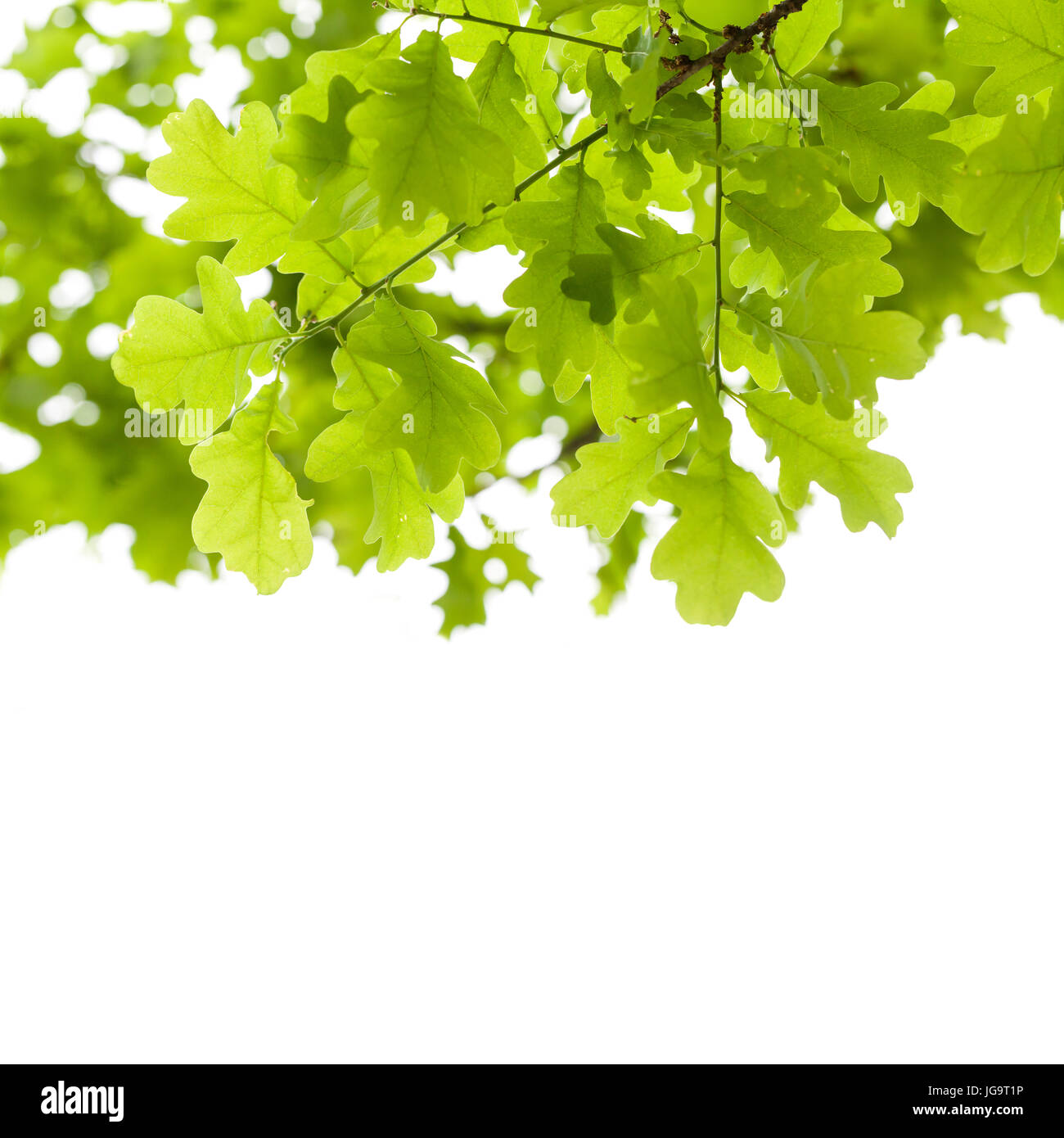 Green oak tree leaves over white background. Natural close-up vertical ...