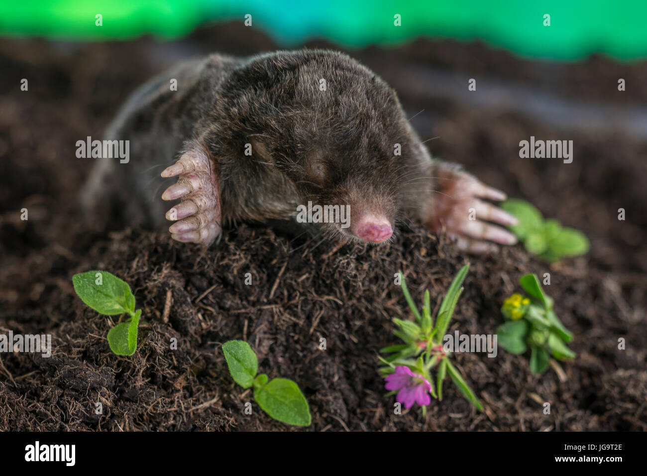 European mole emerging from the ground, France Stock Photo - Alamy