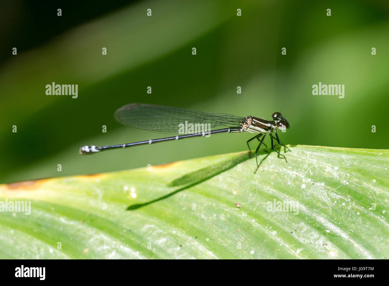 Argia oculata hi-res stock photography and images - Alamy