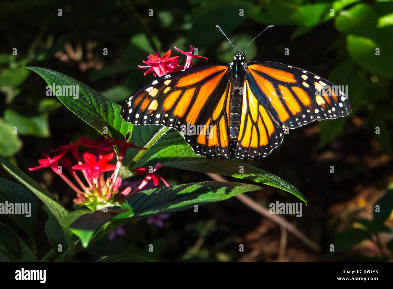 Monarch Butterfly (Danaus plexippus Stock Photo - Alamy
