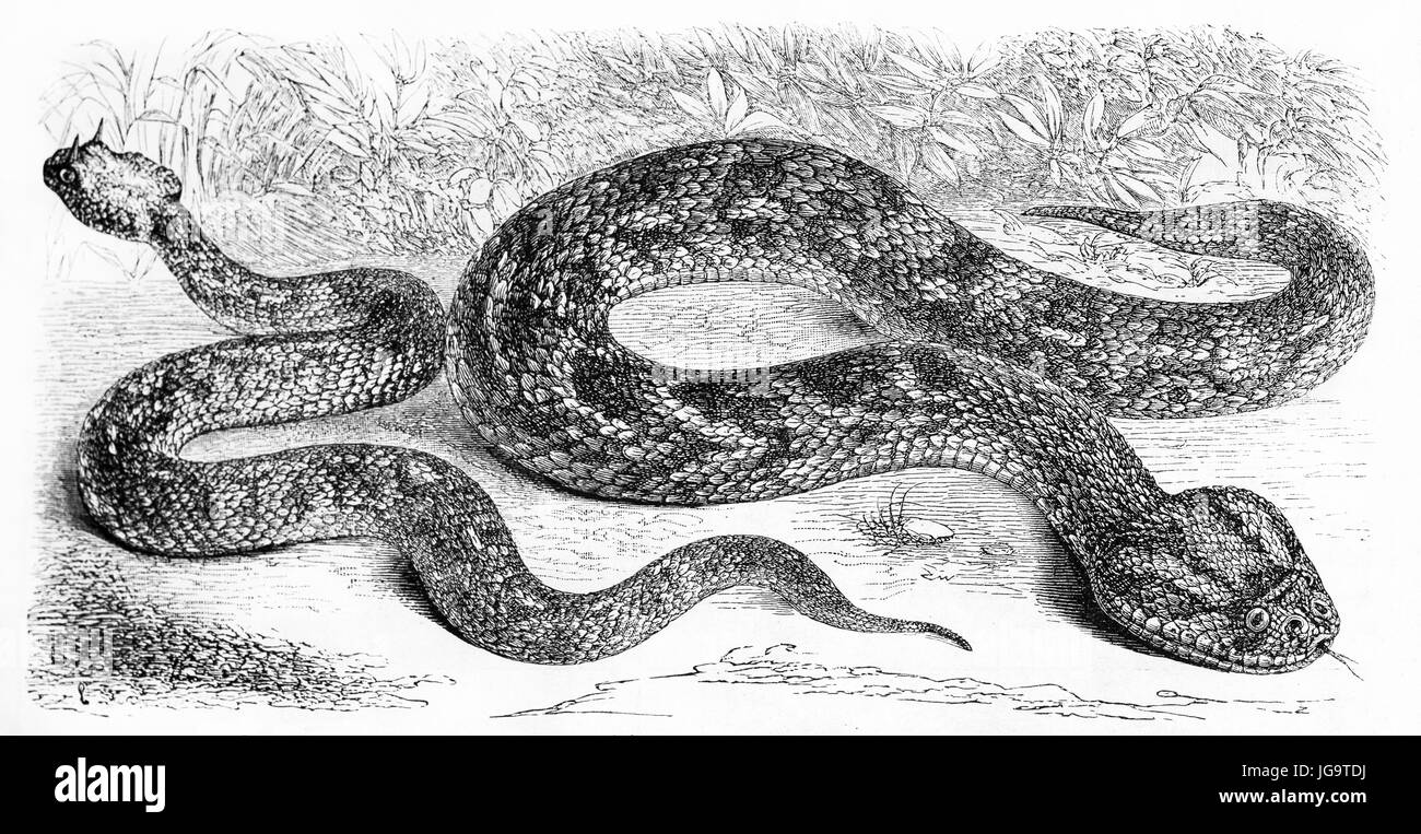 two dangerous snakes on ground, saharan horned viper (left) and Bitis ...