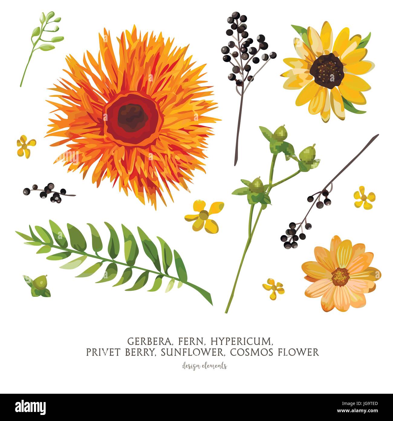 Set berry leaves flower Cut Out Stock Images & Pictures - Alamy