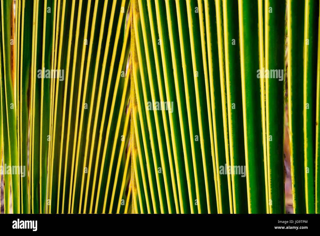 Close up of palm tree leaf. Maui, Hawaii Stock Photo - Alamy
