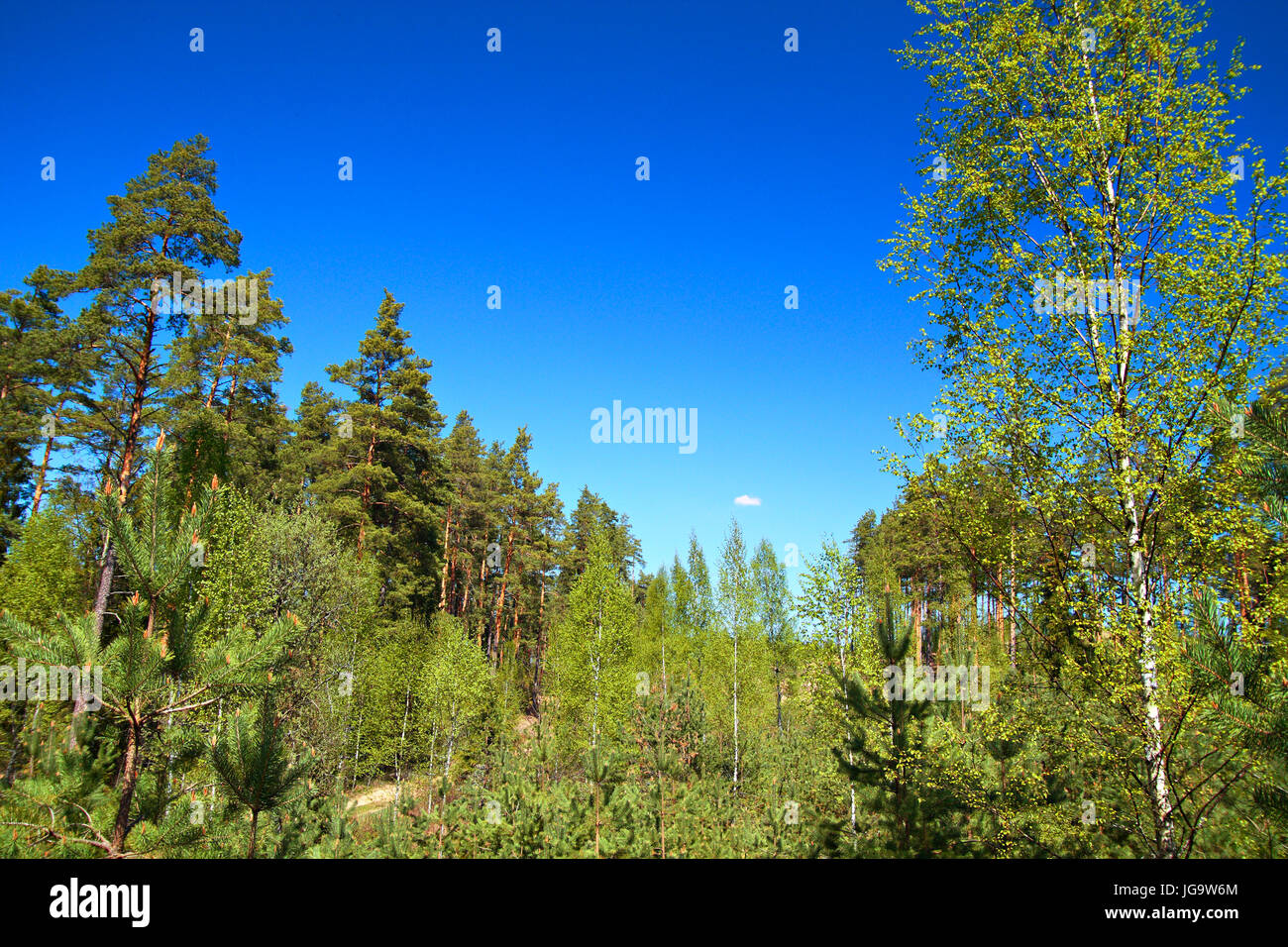 Belarus forest hi-res stock photography and images - Alamy