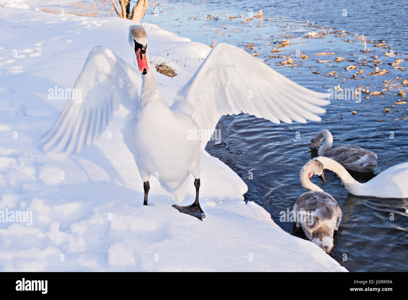 Fighting pose hi-res stock photography and images - Alamy