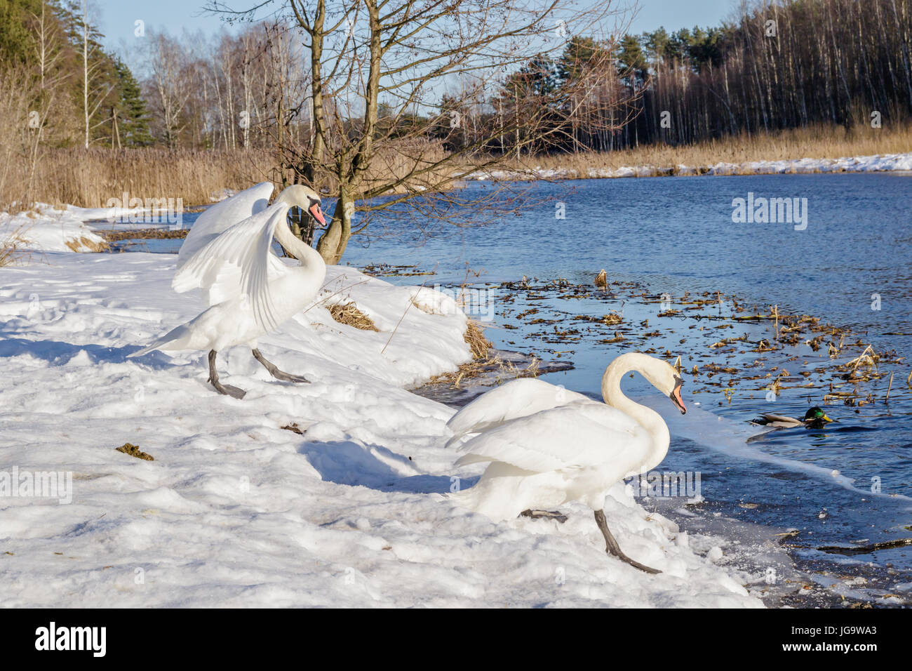 White swans in the wild Stock Photo - Alamy