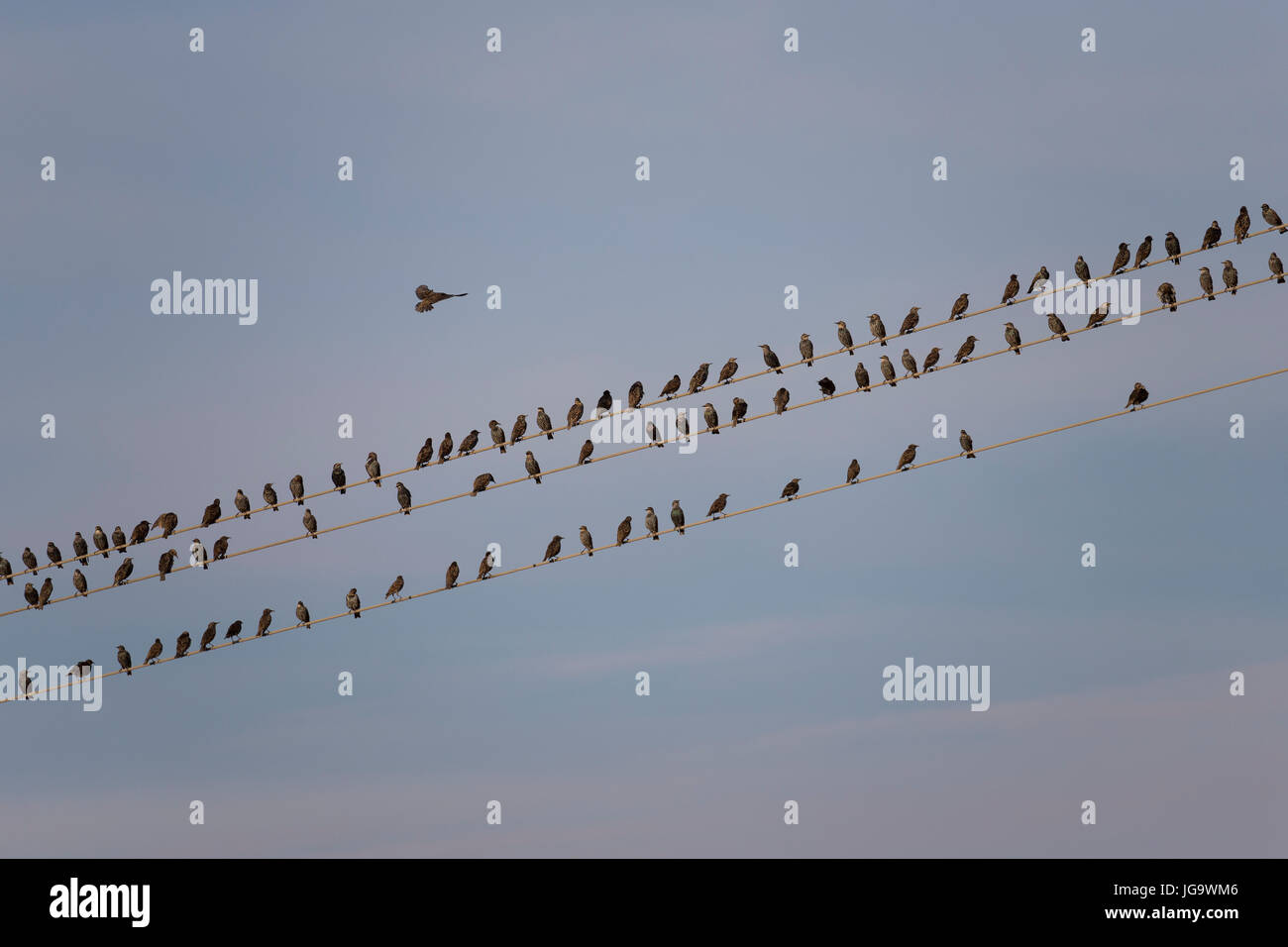 Schwarm hi-res stock photography and images - Alamy