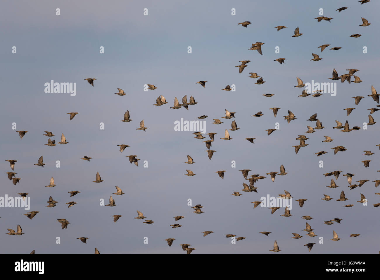 Schwarm hi-res stock photography and images - Alamy