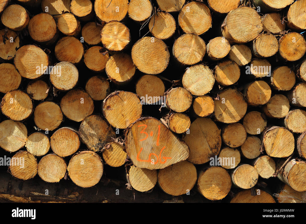 timber logs stacked ready for collection Stock Photo - Alamy