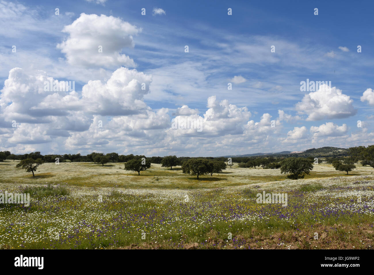 Spring landscape of Alentejo landscape near the village of Vila Vicosa ...