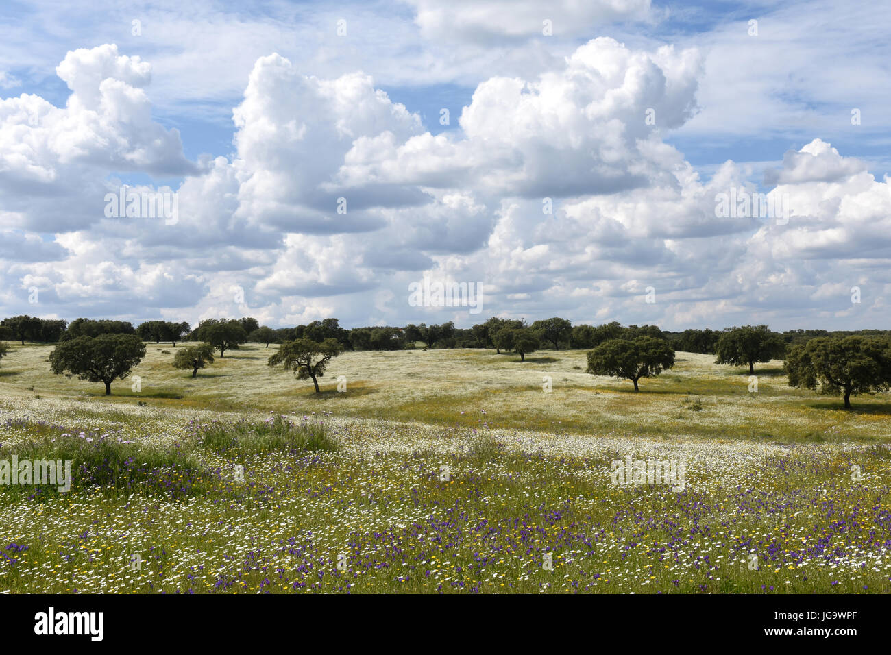 Spring landscape of Alentejo landscape between the village of Redondo ...