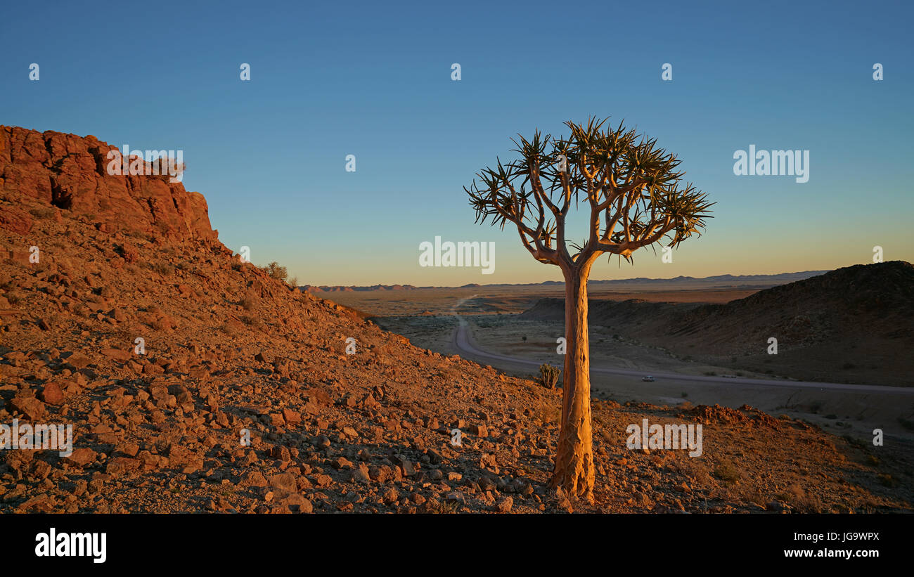 Quiver Tree and sunset in Fish River Canyon Stock Photo - Alamy
