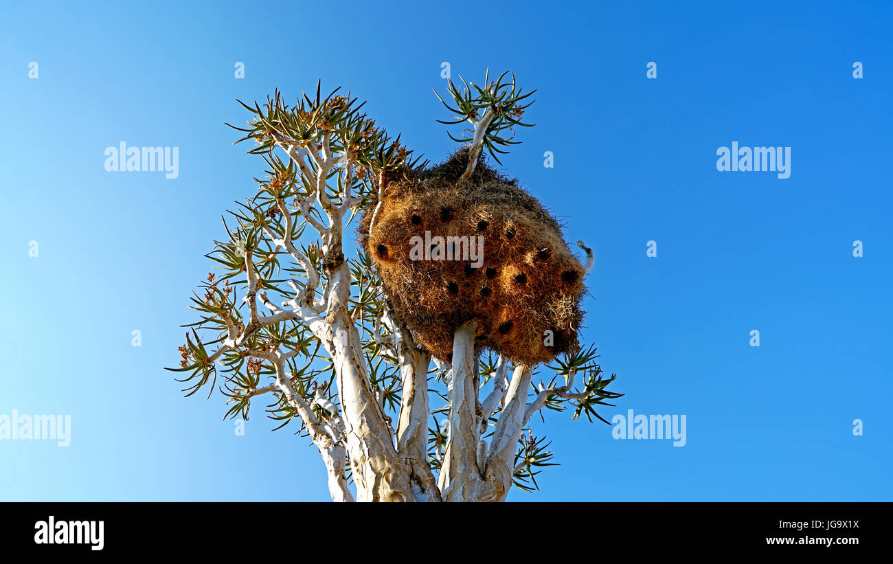 Weaver Bird Nest in Quiver Tree, Fish River Canyon Stock Photo - Alamy