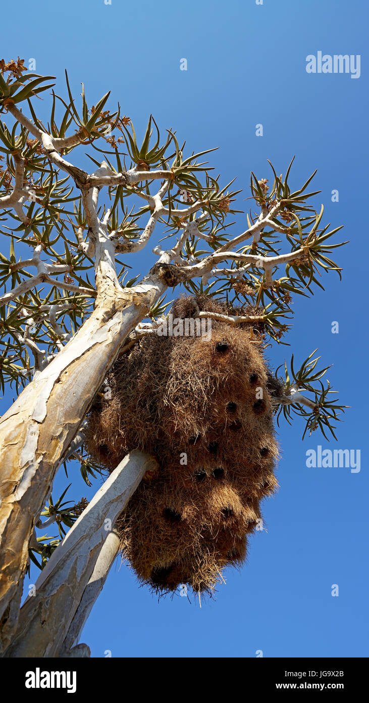 Weaver Bird Nest in Quiver Tree, Fish River Canyon Stock Photo - Alamy
