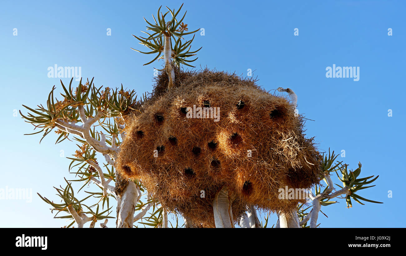 Weaver Bird Nest in Quiver Tree, Fish River Canyon Stock Photo - Alamy