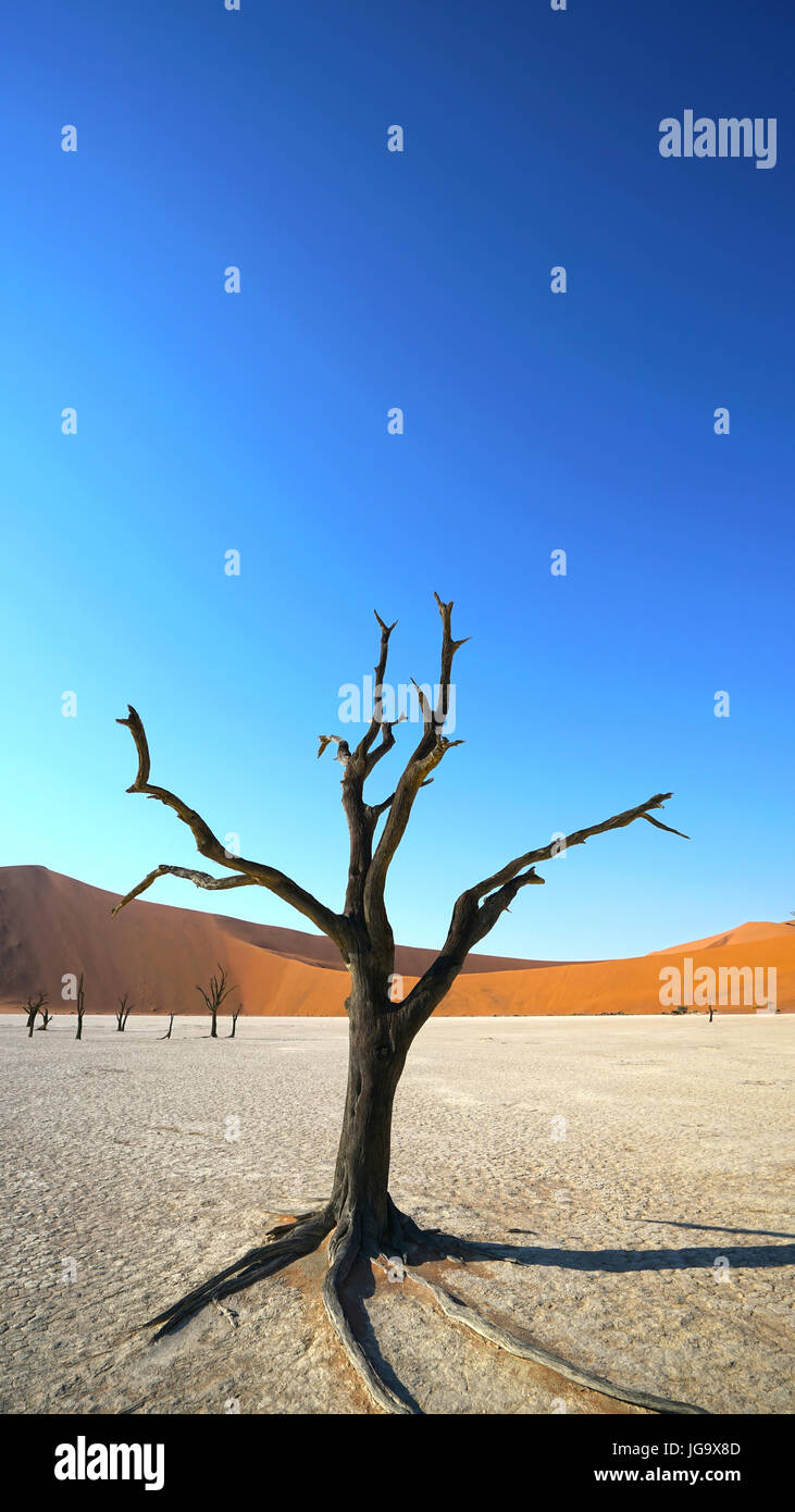Camelthorn trees in Dead Vlei, Namib Naukluft National Park in Namibia ...