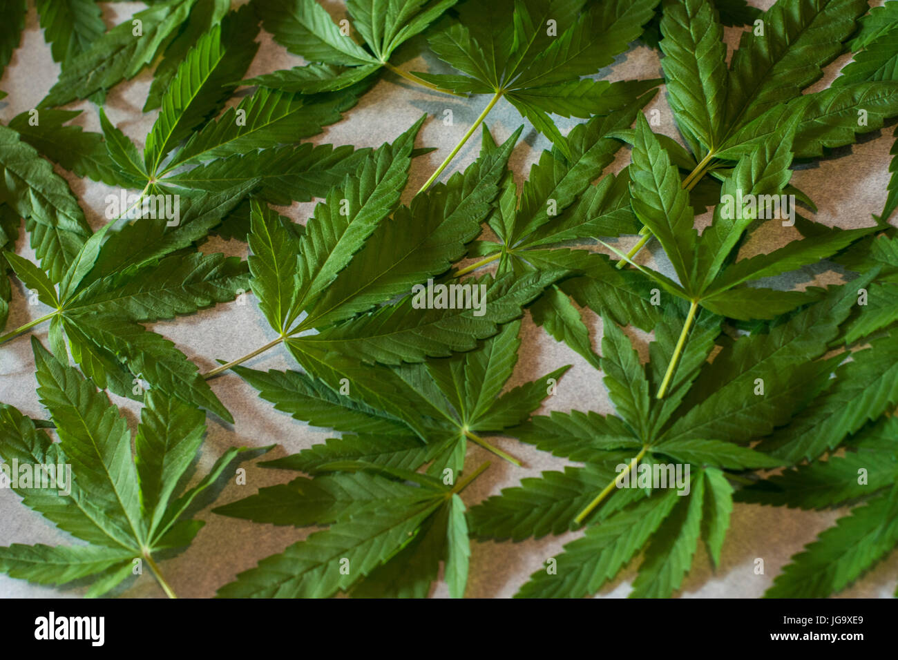 drying marijuana leaves for tea Stock Photo - Alamy