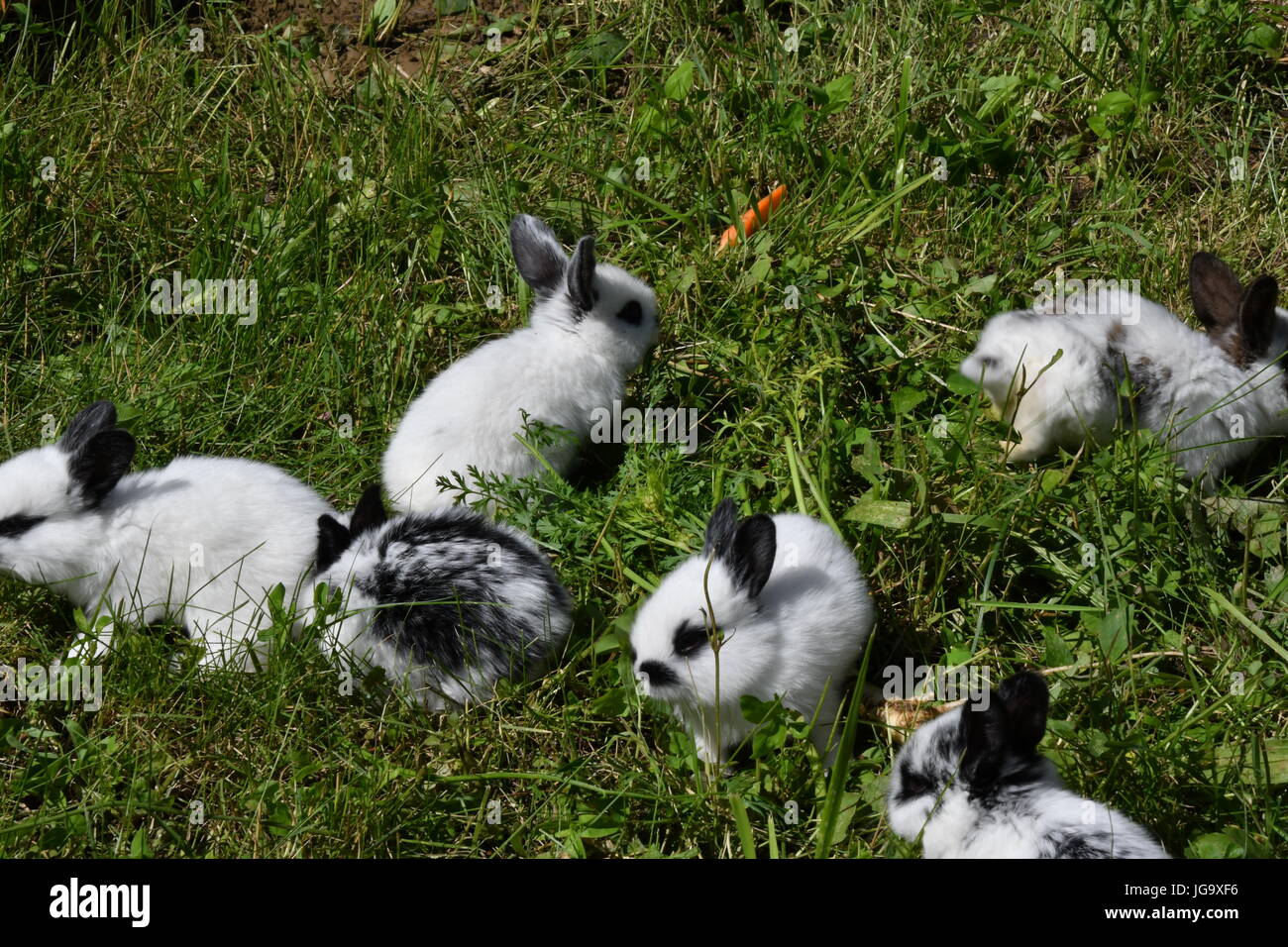 rabbits grazing the grass on the meadow Stock Photo - Alamy