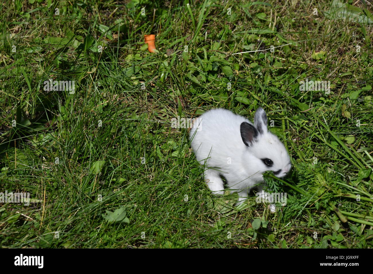 Herd of rabbits hi-res stock photography and images - Alamy