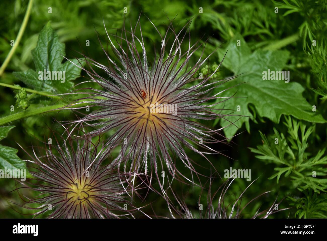 macro shot of feathered cowbells flowers, fruits of pasqueflowers ...
