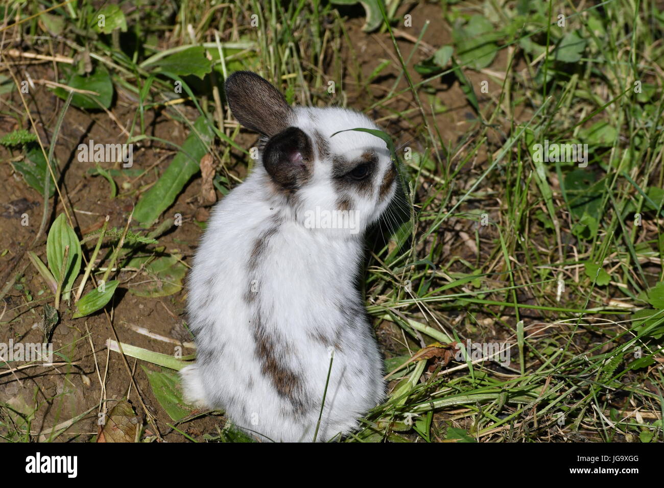 rabbits grazing the grass on the meadow Stock Photo - Alamy