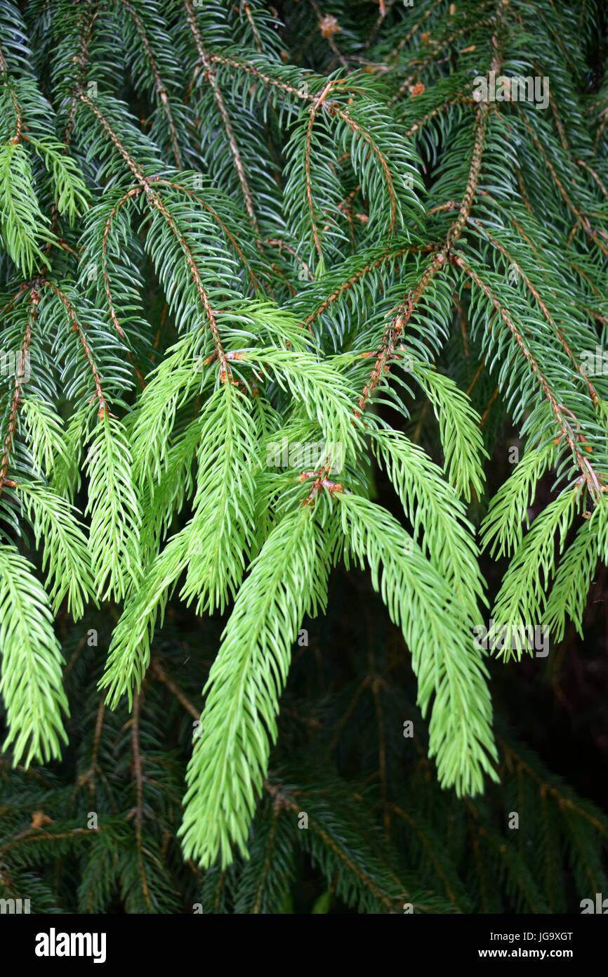 Fir Sprouts High Resolution Stock Photography and Images - Alamy