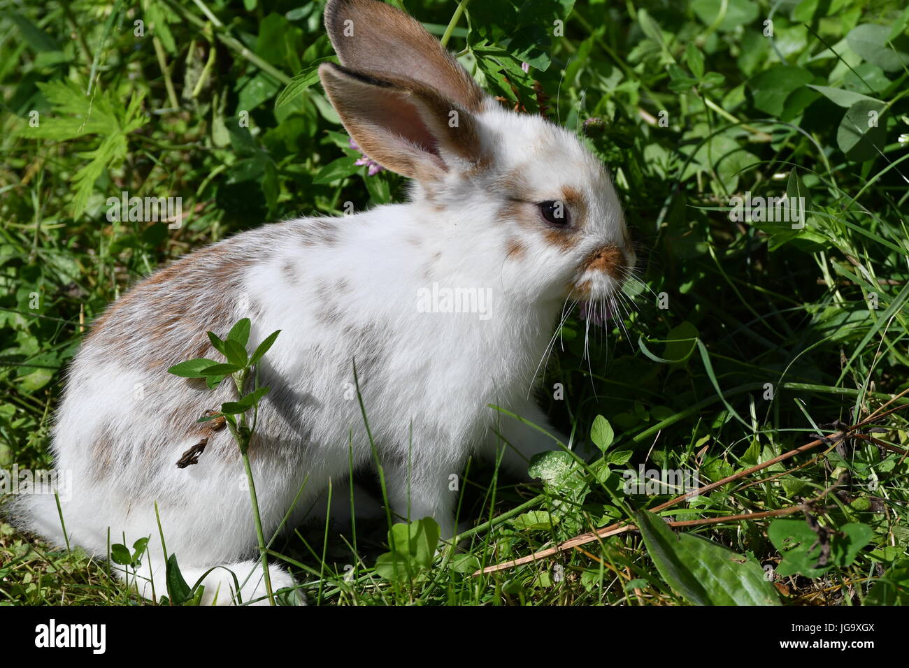 Herd Of Rabbits High Resolution Stock Photography and Images - Alamy