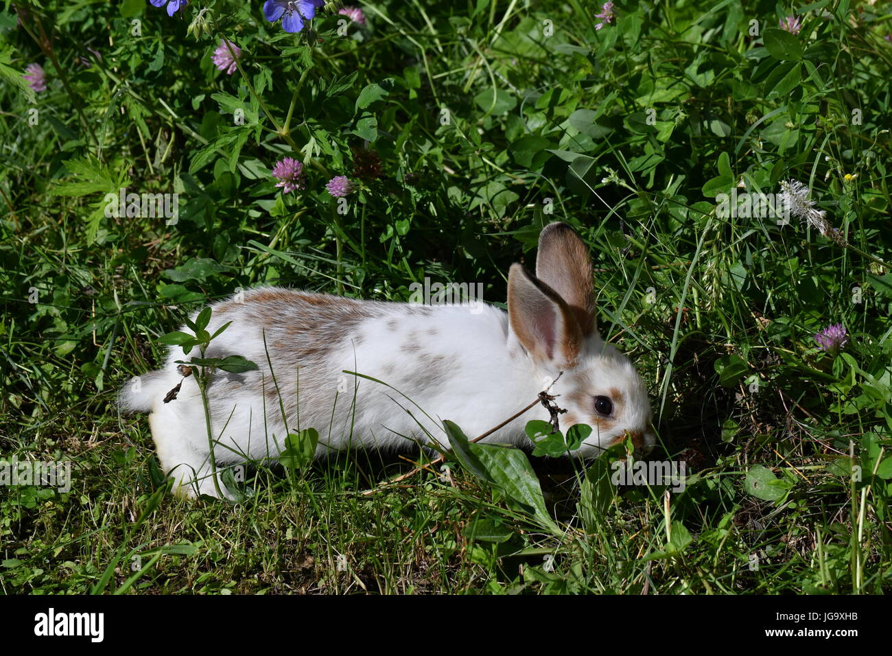rabbits grazing the grass on the meadow Stock Photo - Alamy