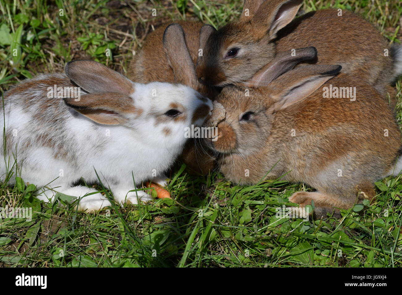 rabbits grazing the grass on the meadow Stock Photo - Alamy