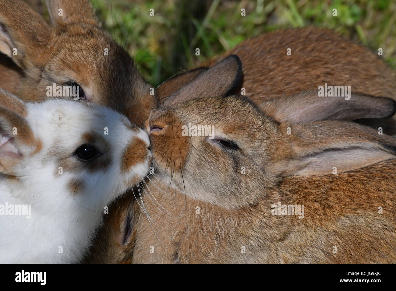 rabbits grazing the grass on the meadow Stock Photo - Alamy
