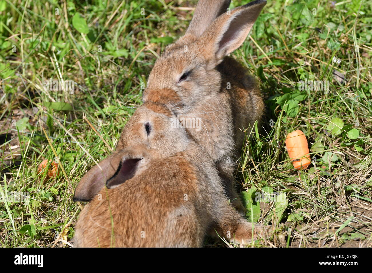 rabbits grazing the grass on the meadow Stock Photo - Alamy