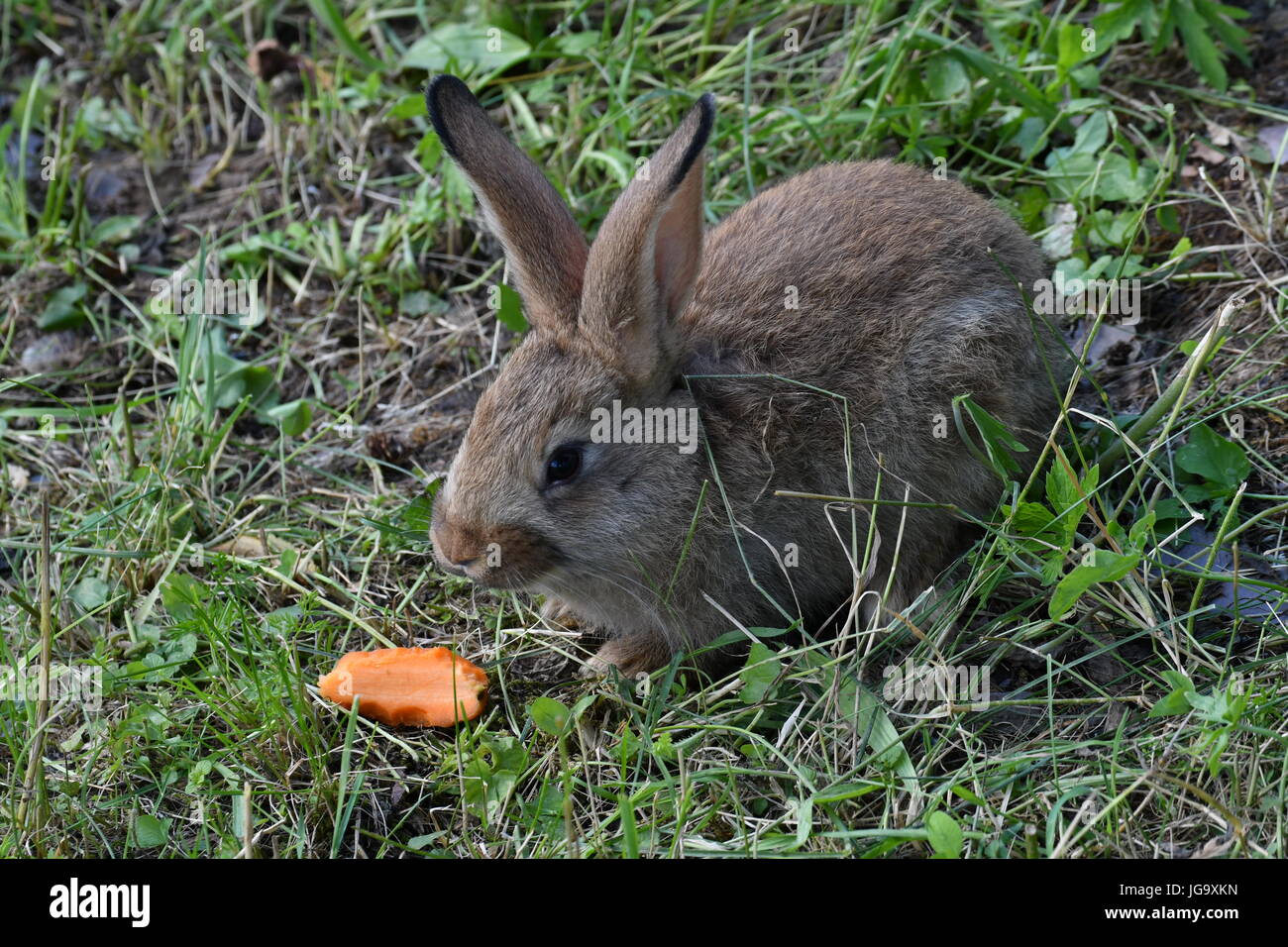 rabbits grazing the grass on the meadow Stock Photo - Alamy