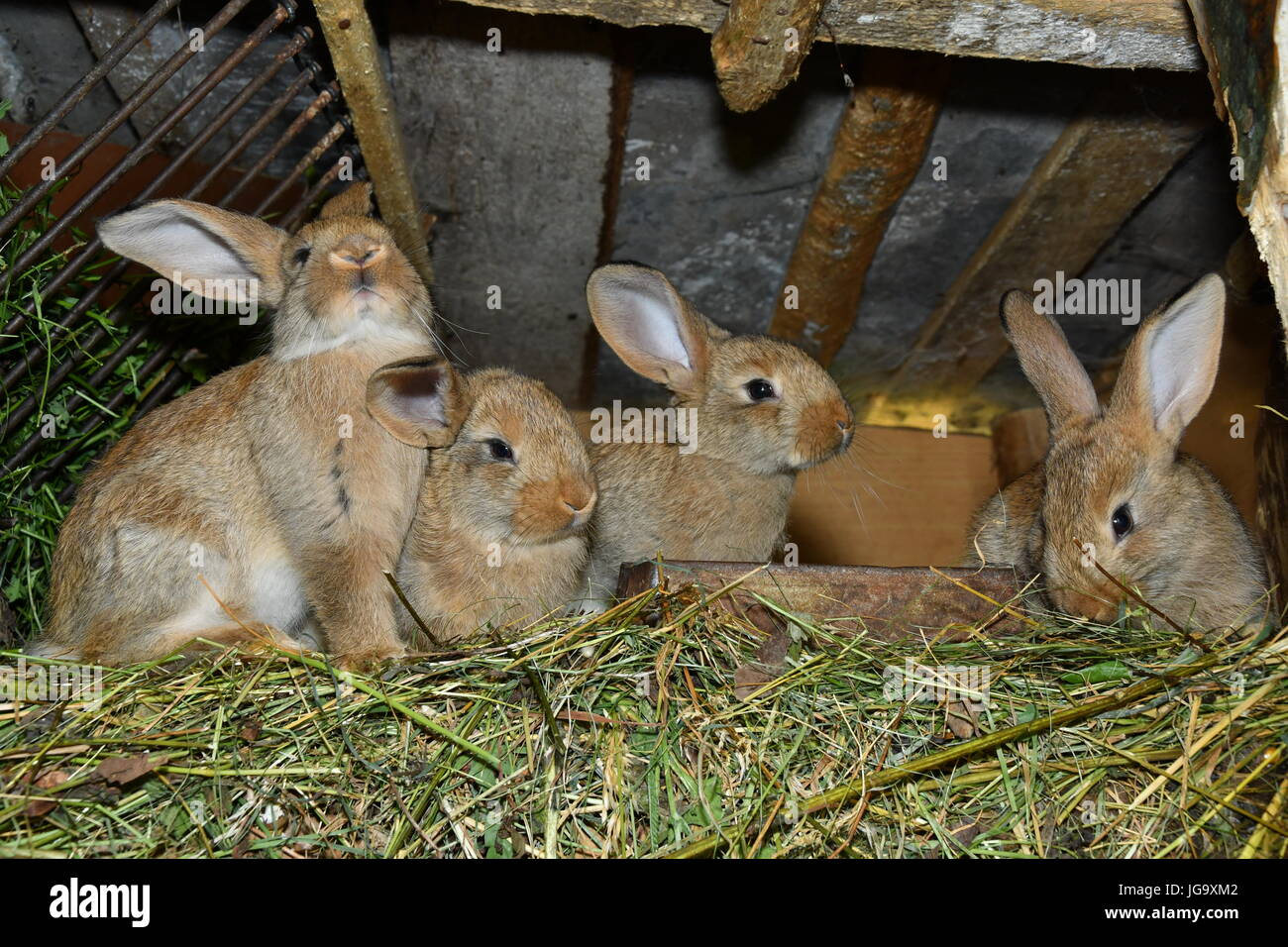 rabbits grazing the grass on the meadow Stock Photo - Alamy