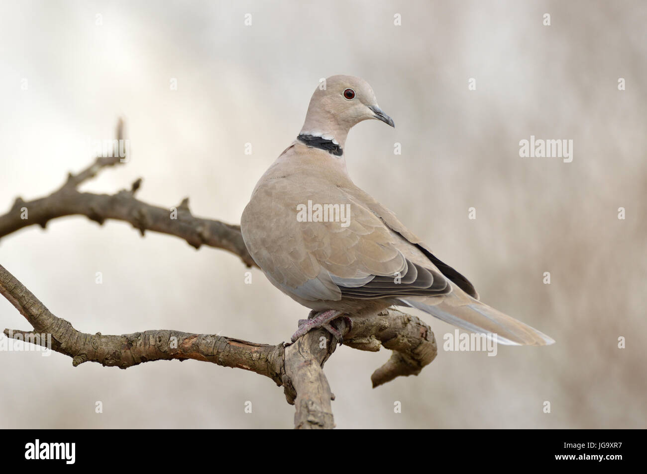 Side view of collared dove hi-res stock photography and images - Alamy