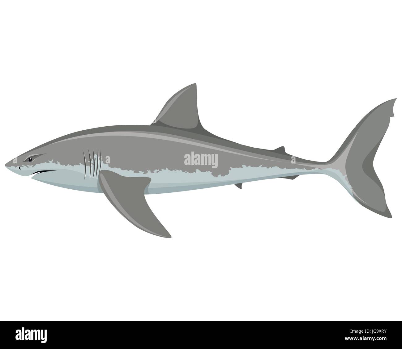 Great white sharks swimming Stock Vector Images - Alamy