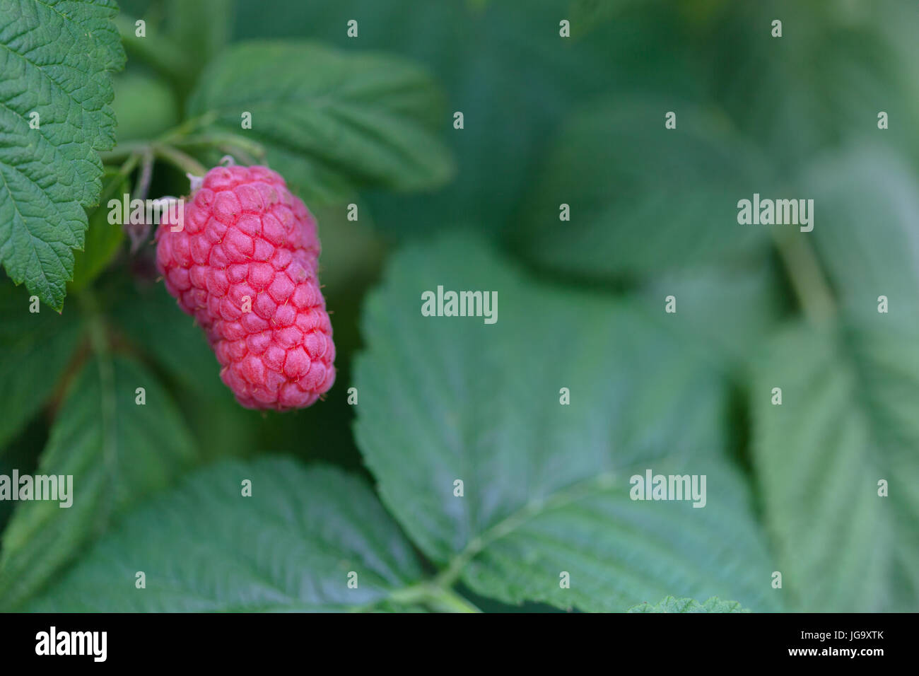 Poland raspberry hi-res stock photography and images - Alamy