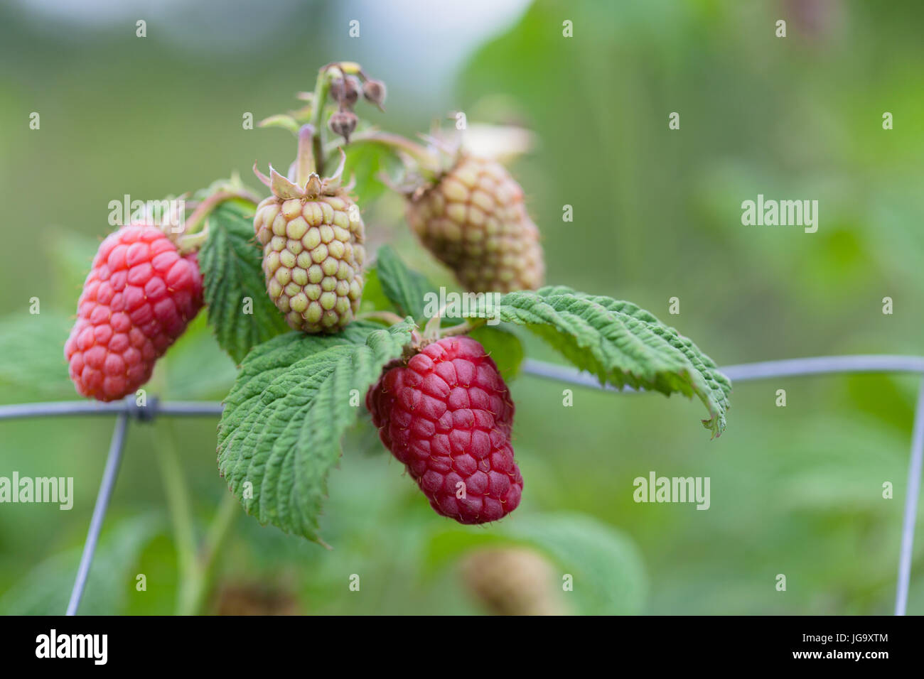 Raspberry cultivated on rich soil of central Poland Stock Photo - Alamy