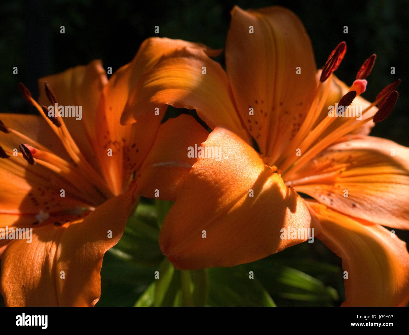 Lilies lilium longiflorum liliaceae hi-res stock photography and images ...