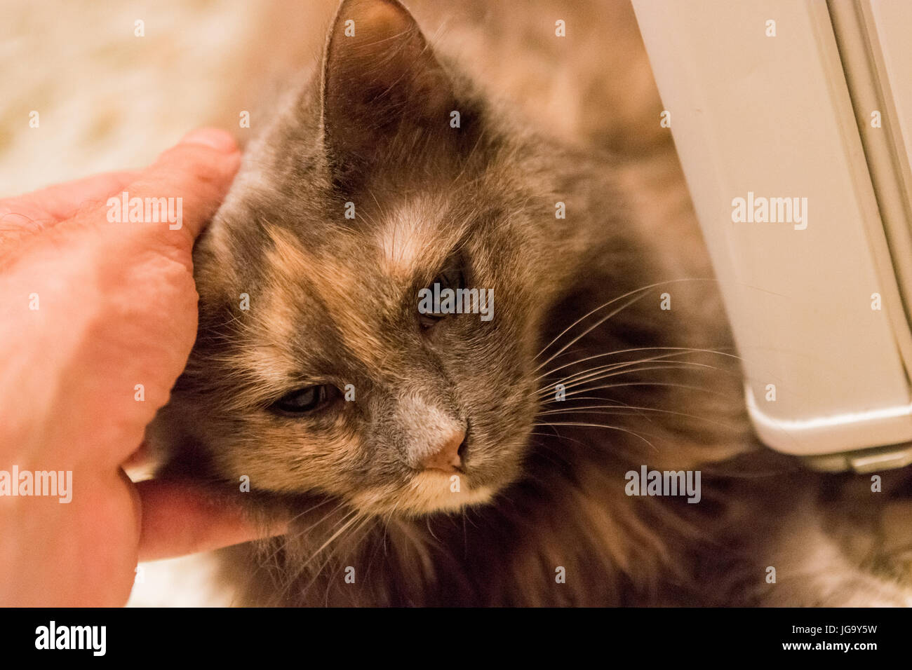 male hand pets one grey cat Stock Photo - Alamy