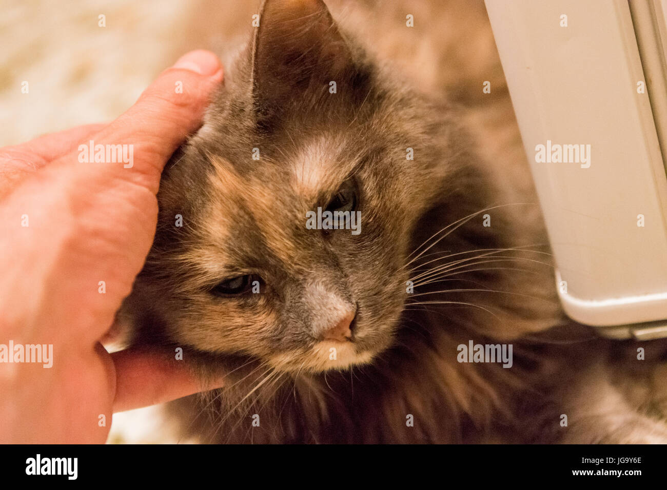 male hand pets one grey cat Stock Photo - Alamy