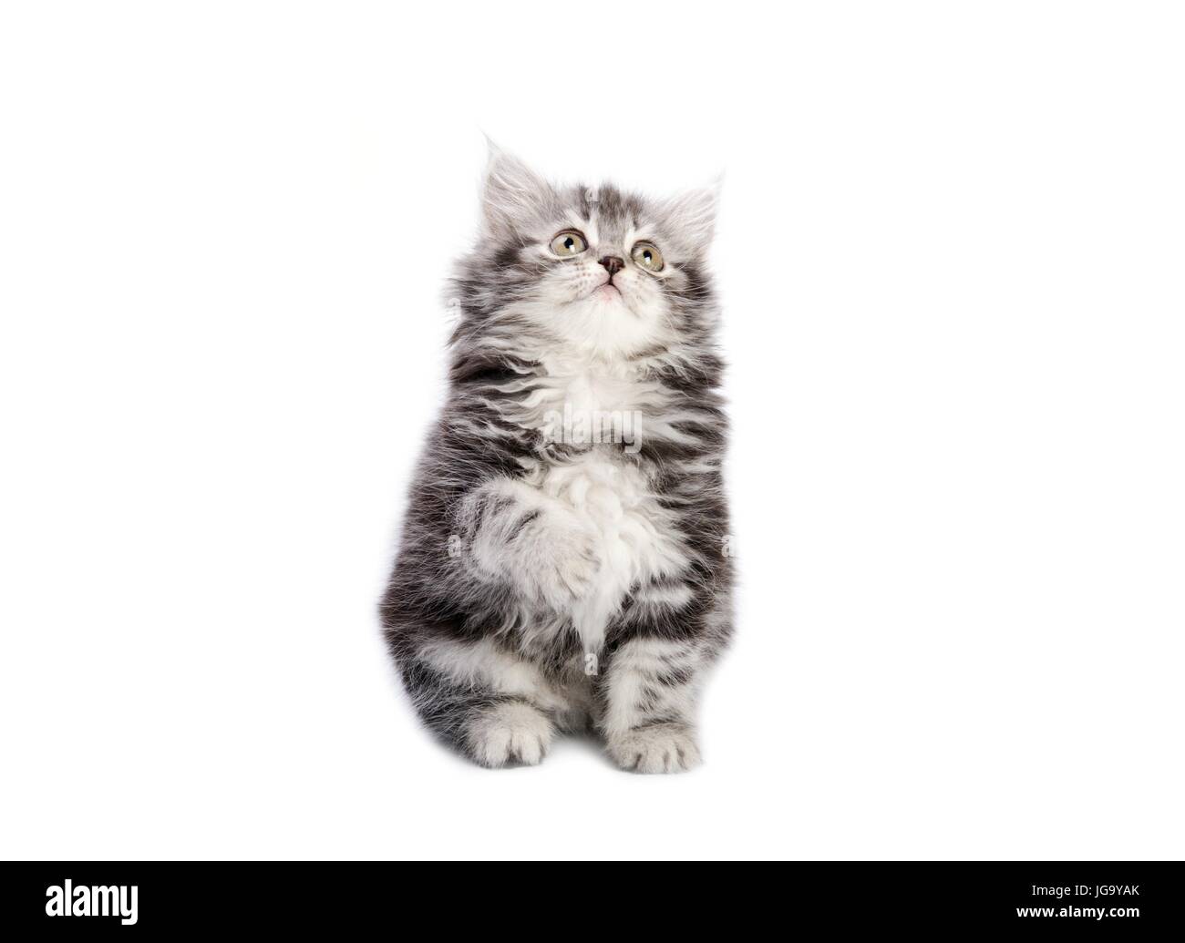 Little kitty, on white Stock Photo - Alamy