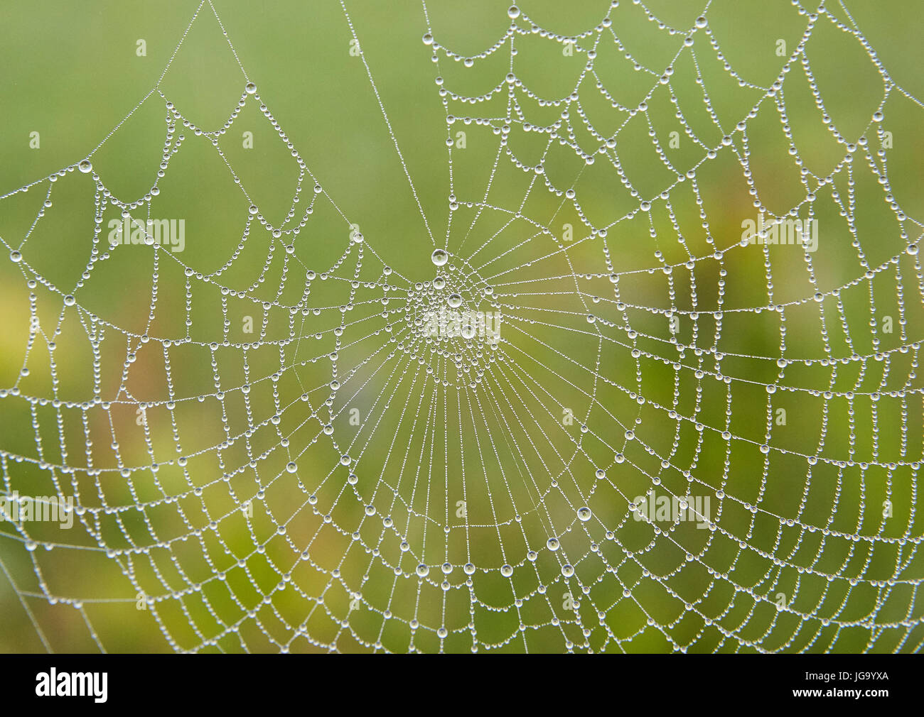 White line spider web icon hi-res stock photography and images - Alamy