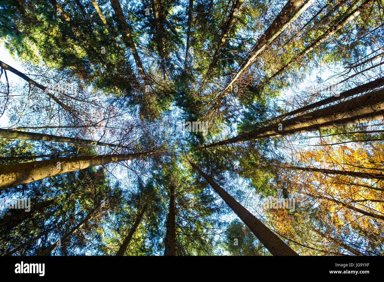 Asiago vi hi-res stock photography and images - Alamy