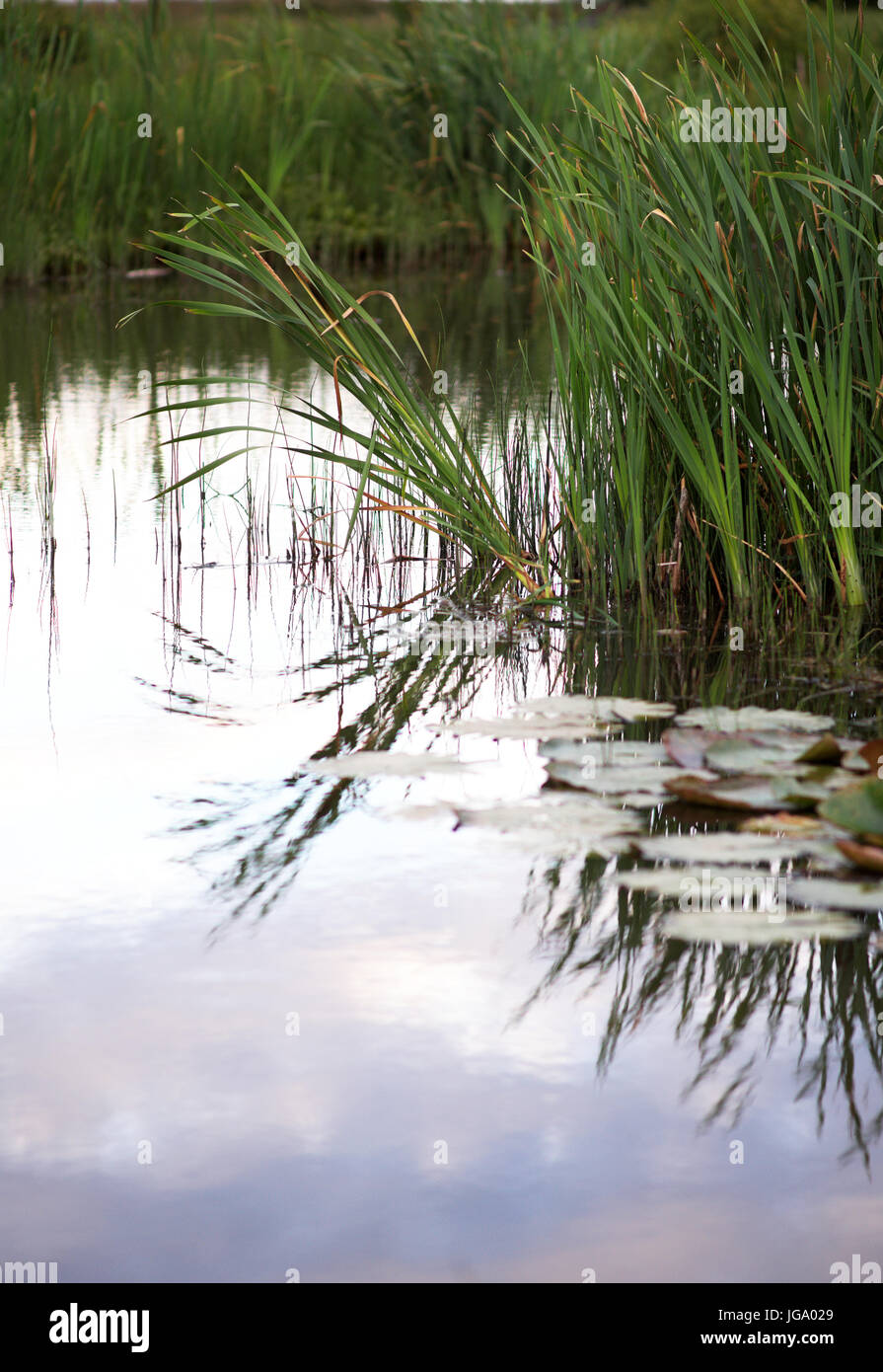 Reflection of sky and water reed in a lake, evening light Stock Photo ...