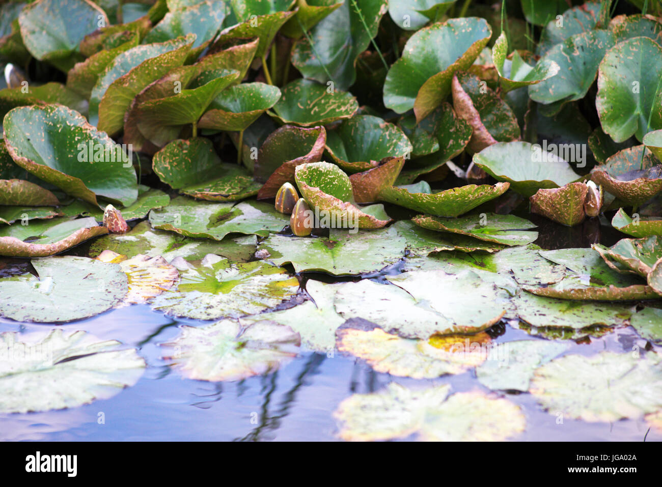 Closed water lily hi-res stock photography and images - Alamy