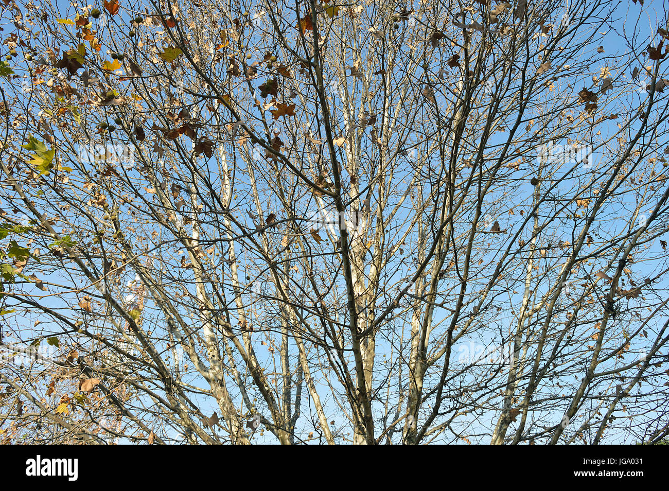 A maple tree upper part in a closeup shot Stock Photo - Alamy