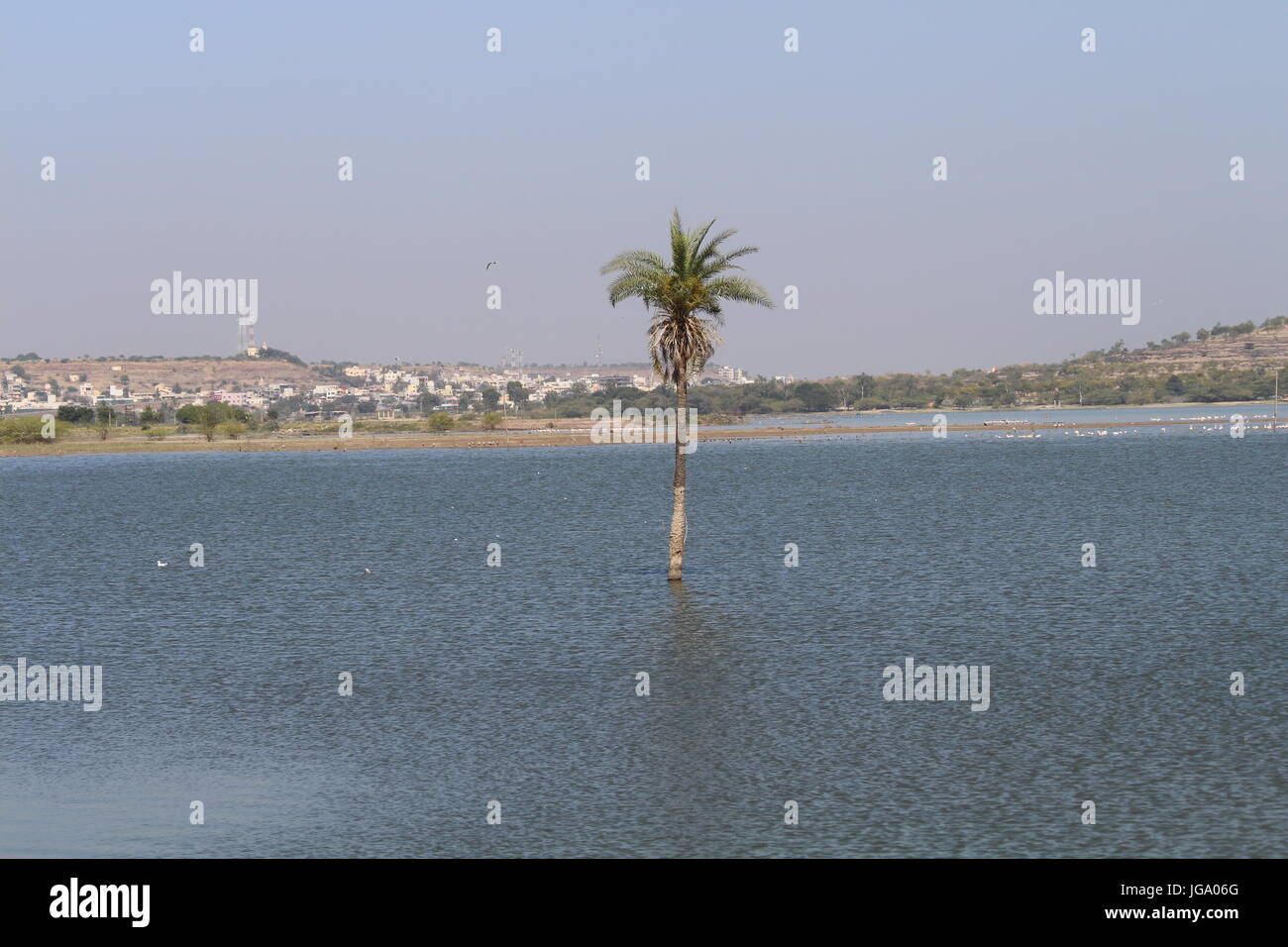 Alone tree hi-res stock photography and images - Alamy