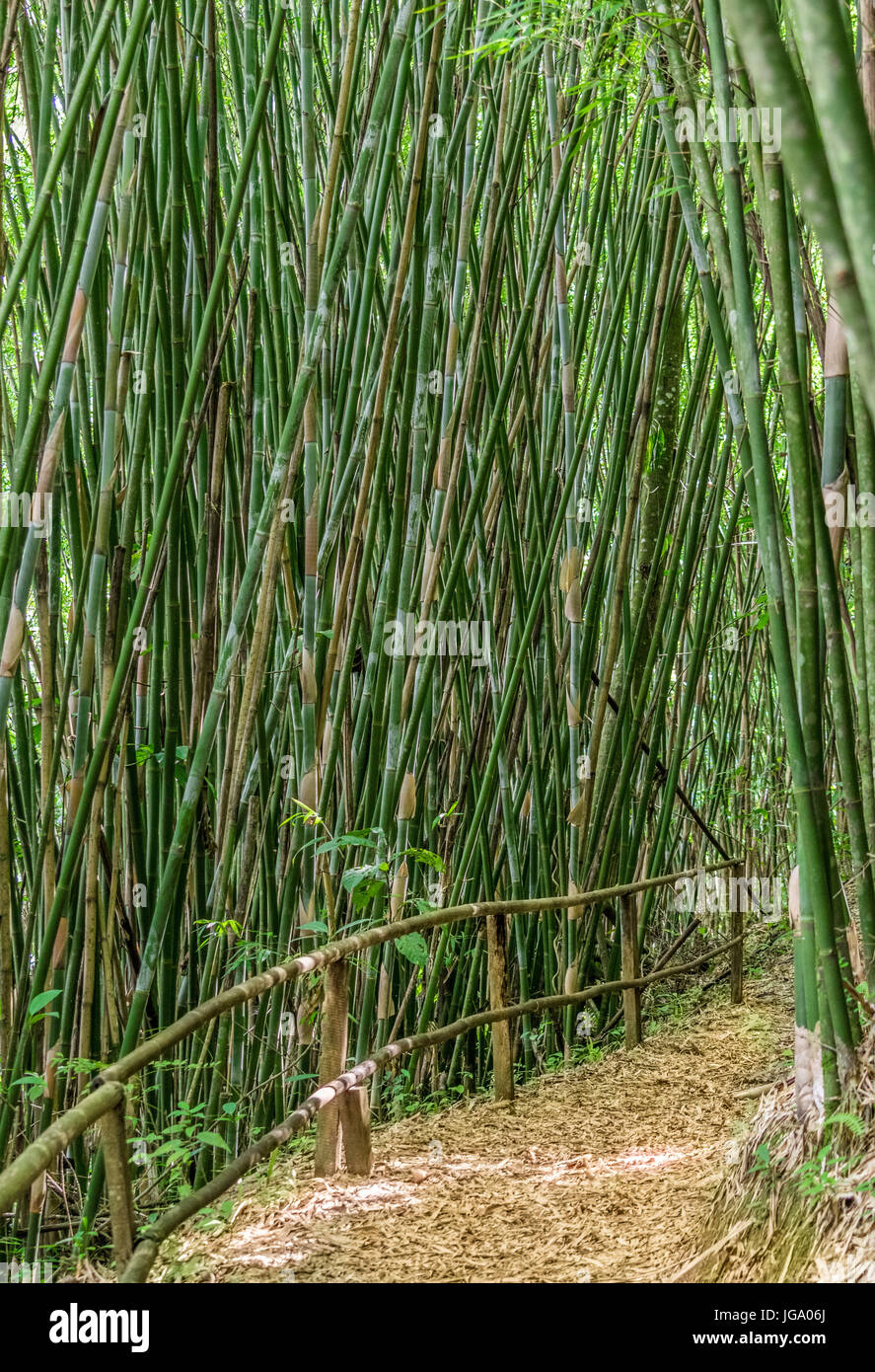 Bamboo green forest with a path of bamboo leafs covering the ground ...