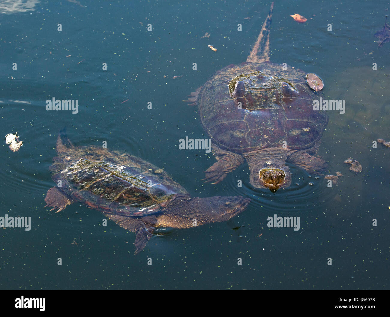 Female snapping turtle hi-res stock photography and images - Alamy